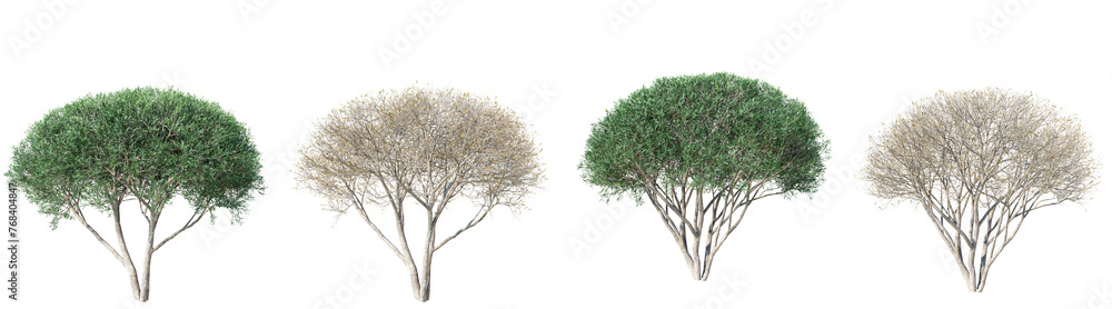 Salix fragilis tree isolated on transparent background 3d PNG. Stock ...
