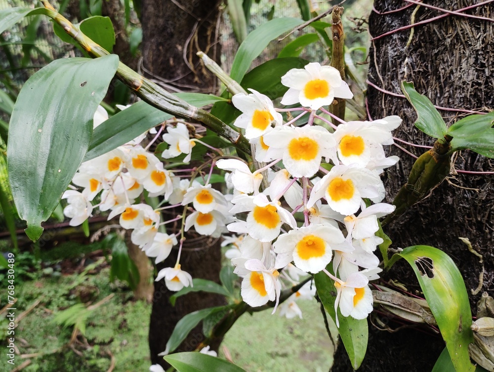 Dendrobium farmeri, commonly known as Farmer's dendrobium is a species ...