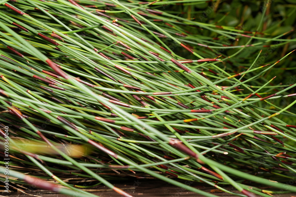 Equisetum ramosissimum subsp. is a subspecies of the horsetail plant ...