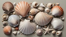 Ocean Clam Shell Free Stock Photo - Public Domain Pictures