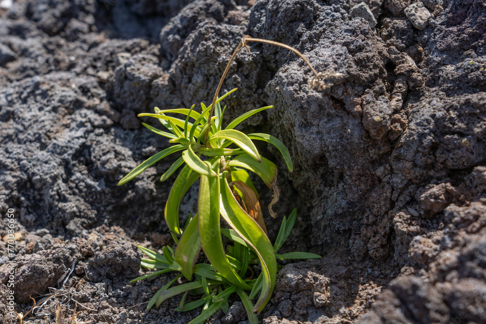 Schiedea globosa at Makapuu Point Oahu Hawaii. Schiedea is a genus of ...