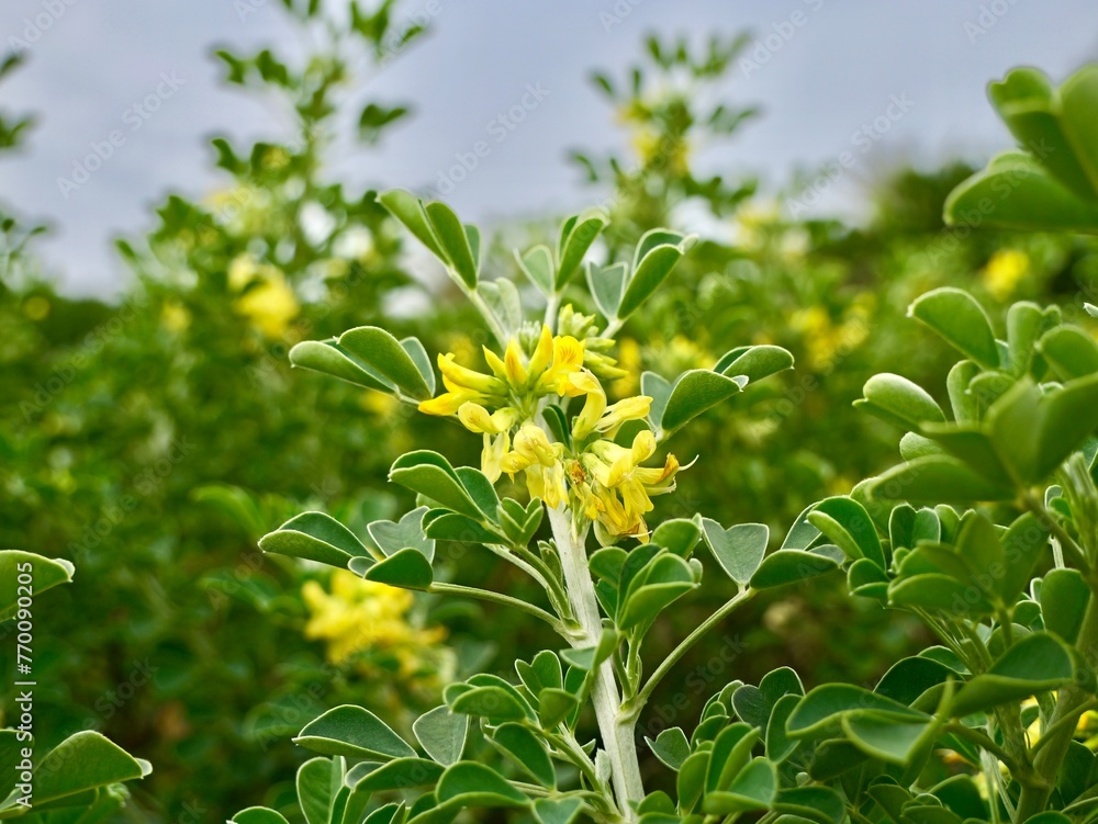 Yellow flowers of moon trefoil, shrub medick, alfalfa arborea, or tree ...