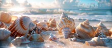 Seashell Collection Close-up Free Stock Photo - Public Domain Pictures