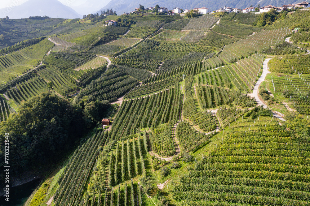 Apple Orchards growing around the Lago di Santa Giustina at the ...