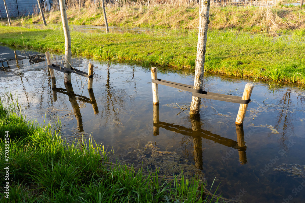 rope, young tree, aspen, birch, sapling, spring, young tree, landscape ...