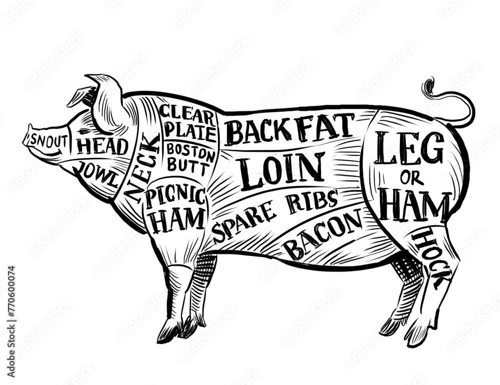 Pig chart for butchers. Hand drawn retro styled black and white ...