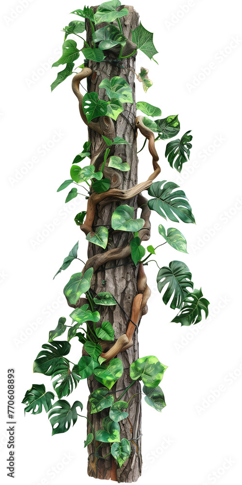 Jungle tree trunk with climbing Monstera (Monstera deliciosa, creeper ...