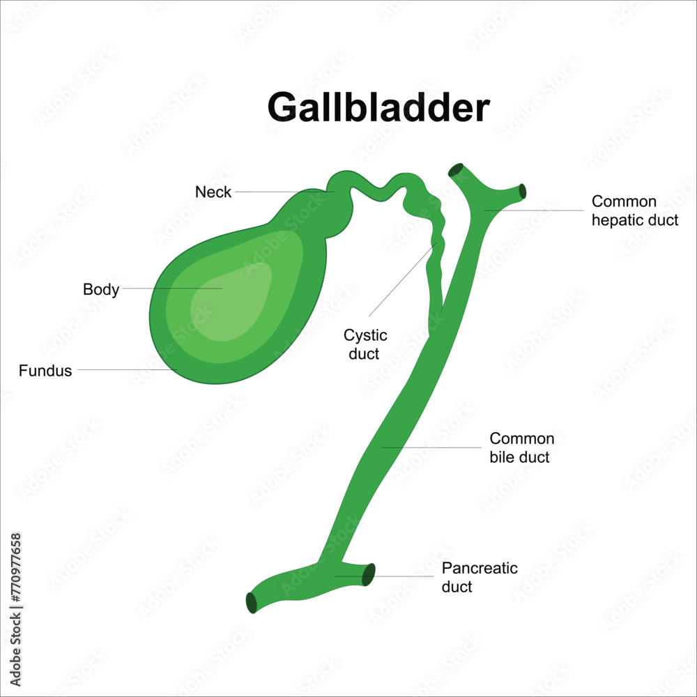 gall bladder anatomy Stock Vector | Adobe Stock