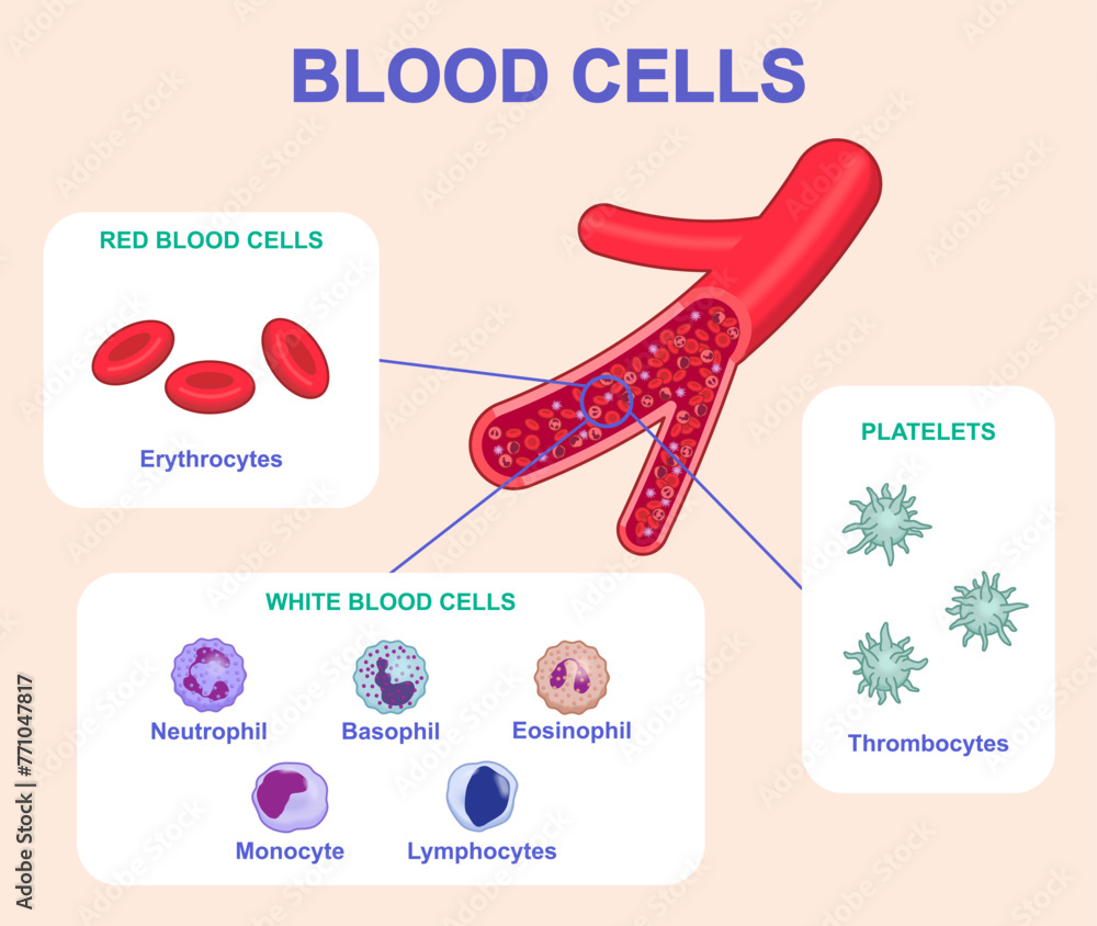 Diagram with Blood cells. Different types of white and red blood cells ...