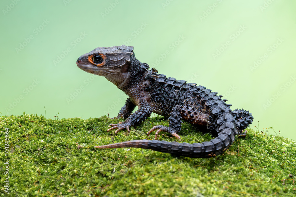 Red-eyed Crocodile Skink (Tribolonotus gracilis) endemic to Papua and ...