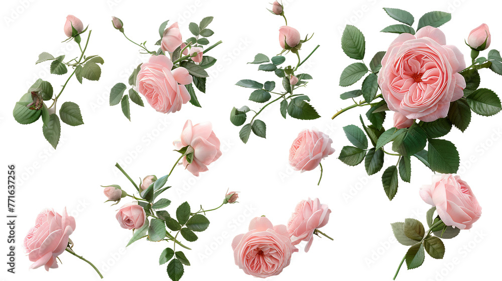 Illustration Stock English Rose Collection: David Austin Rose Varieties ...