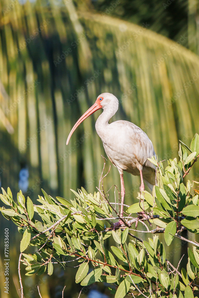 El corocoro blanco o ibis blanco americano es una especie de ave ...