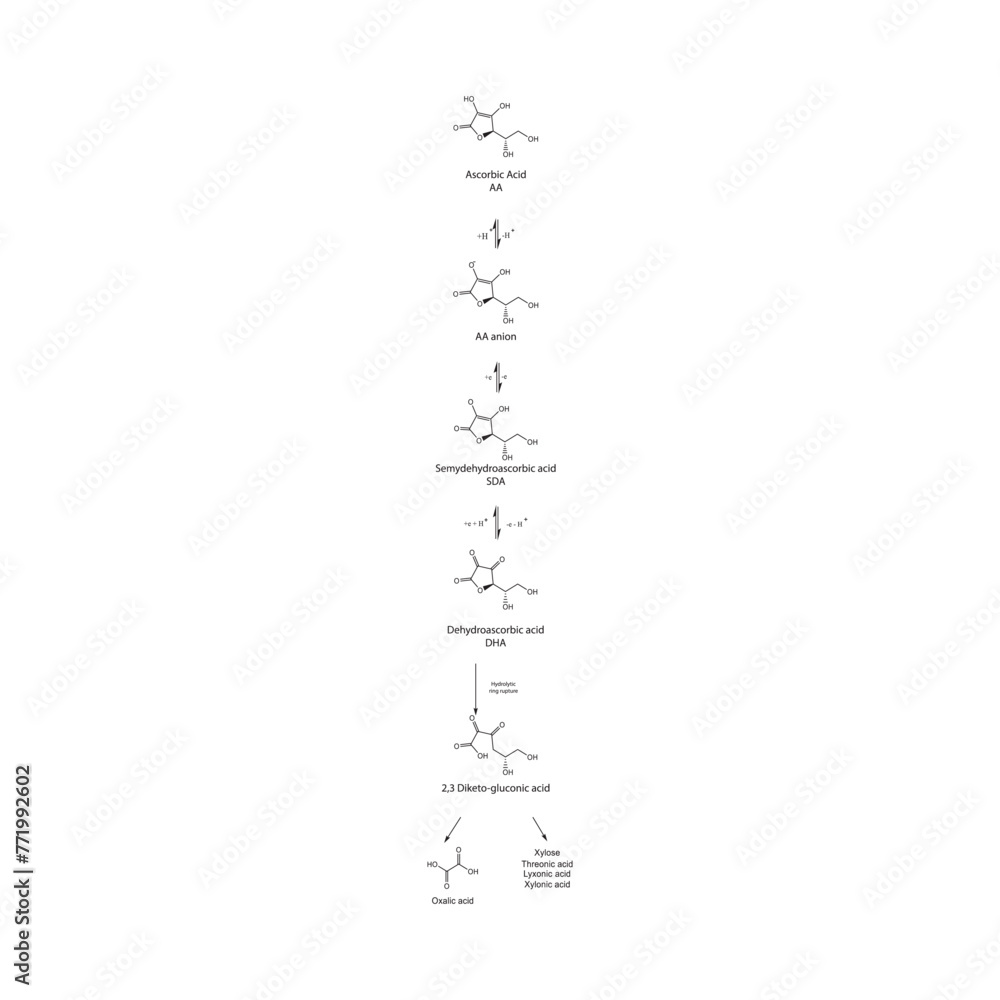 Diagram showing antioxidant mechanism of Ascorbic acid (vitamin C) and ...