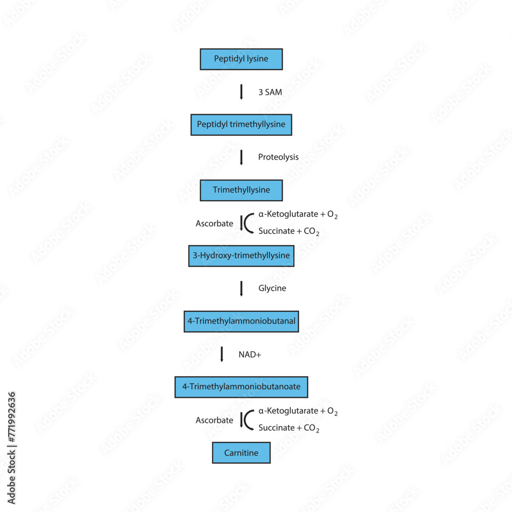 Diagram showing carnitine biosynthesis - from peptidyl lysine, via ...