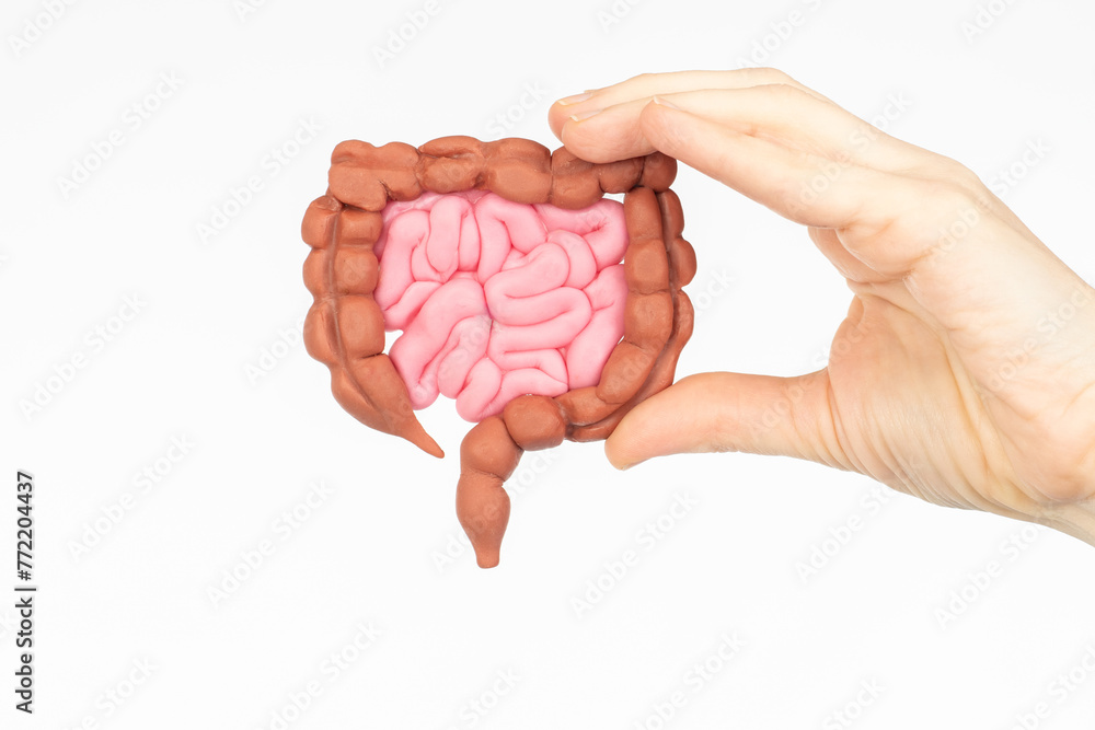 Gastrointestinal tract in hand. Close-up model of intestine. Visual aid ...