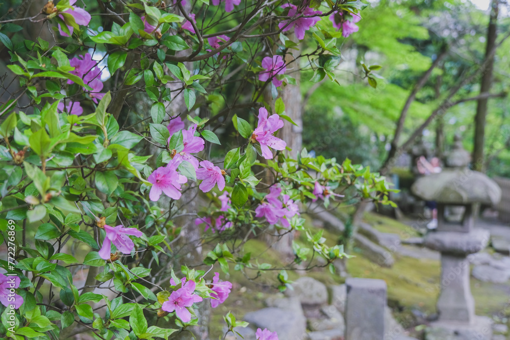 Sengan-en Japanese garden with former Shimazu clan residence in ...