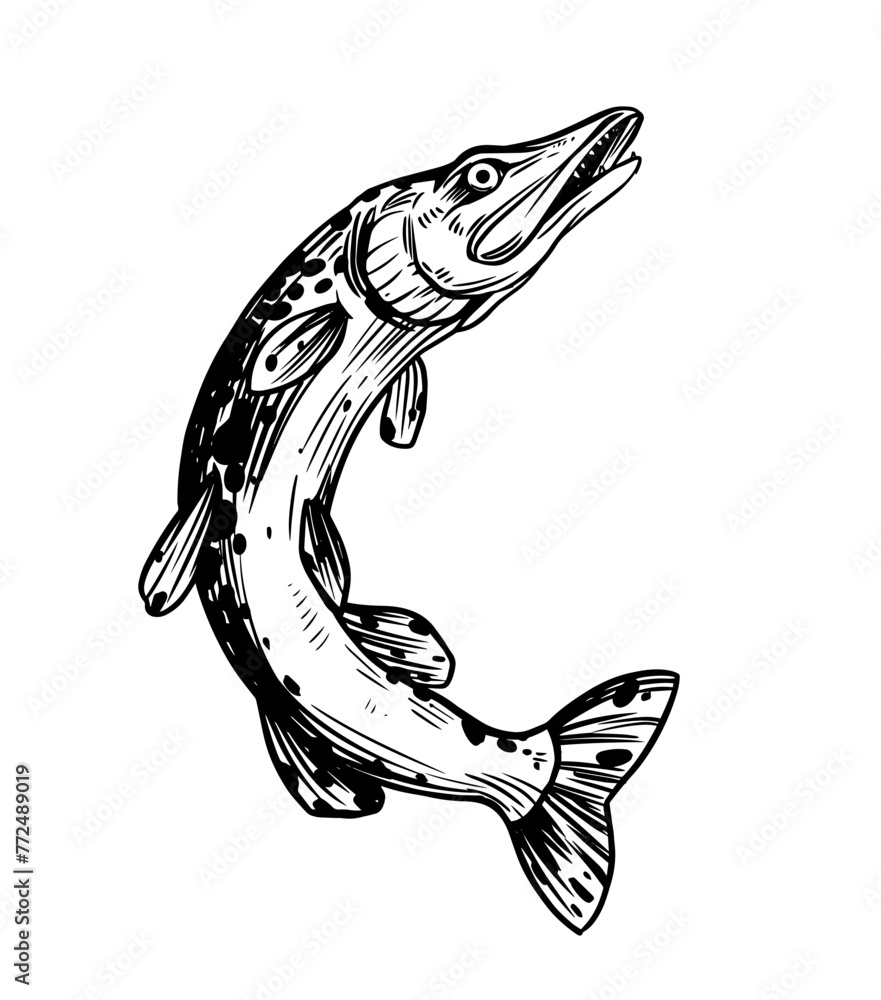 Pike, river fish, vector sketch illustration, hand drawn, black outline ...
