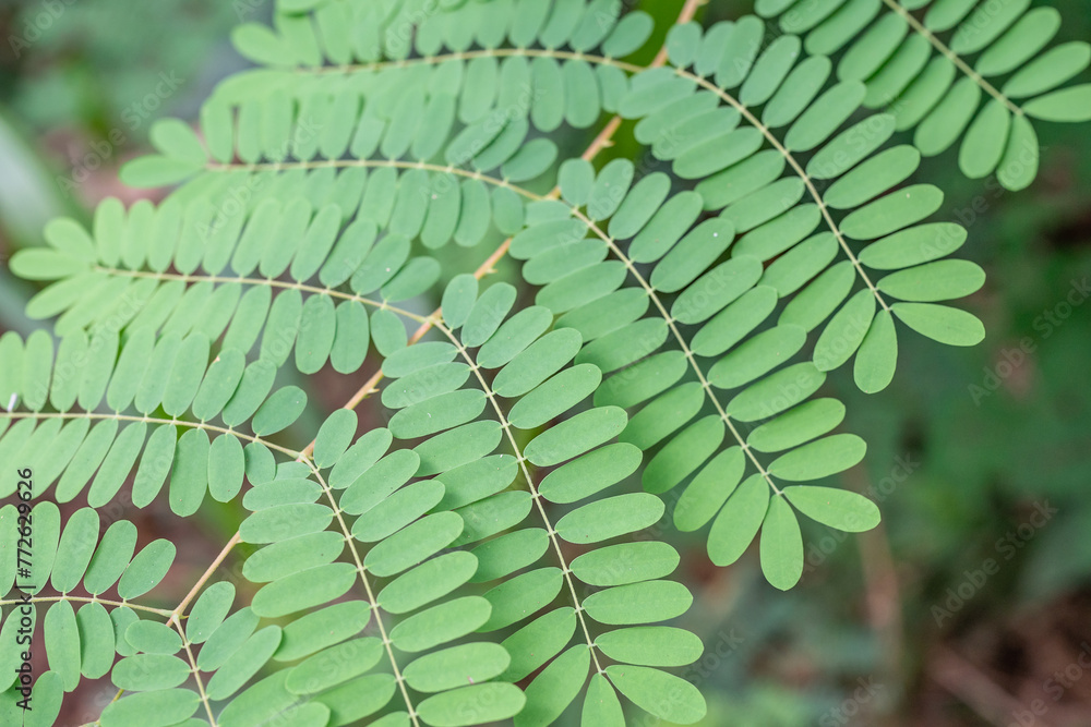 Pu'u Ma'eli'eli Trail, Honolulu Oahu Hawaii. Biancaea decapetala ...