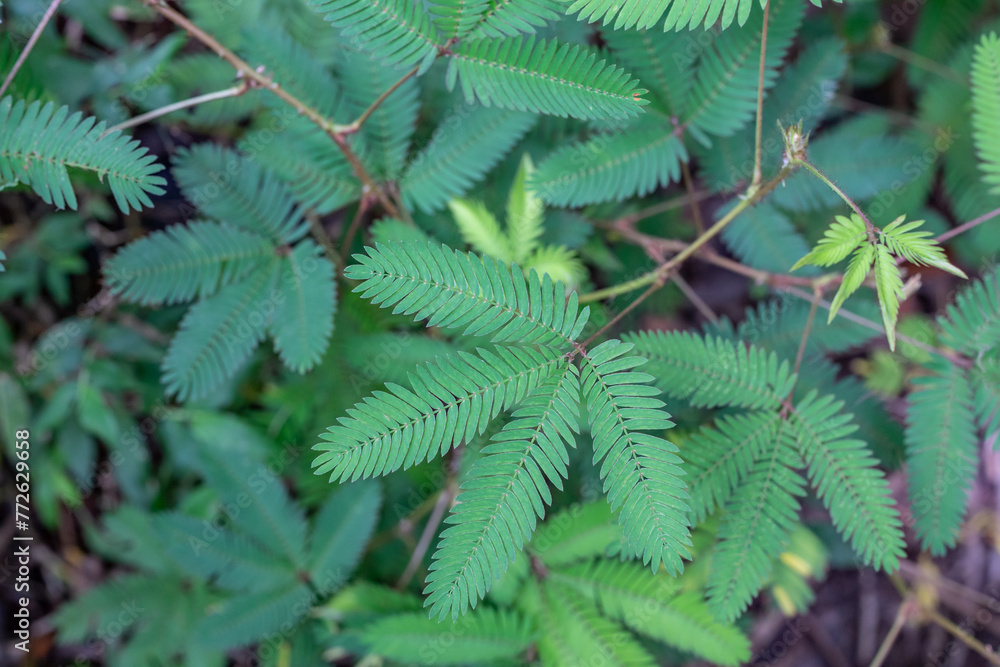 Mimosa pudica, also called sensitive plant, sleepy plant, action plant ...