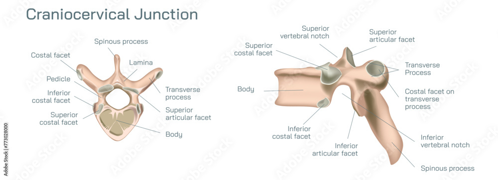 Craniocervical or craniovertebral Vector illustration, junction ...