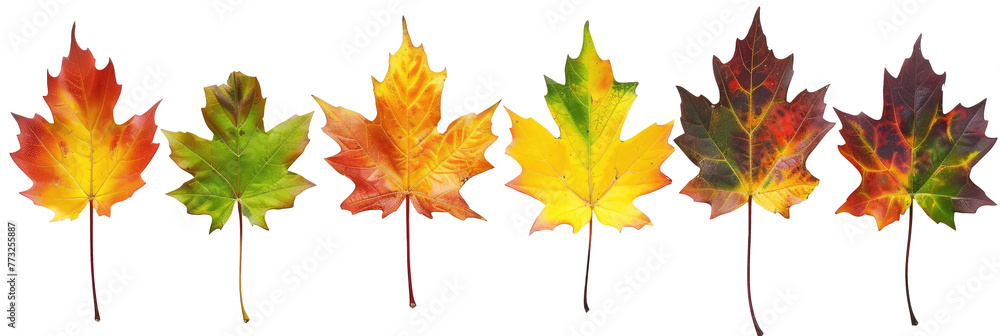 Maple autumn leaves set isolated on transparent background, clipart ...