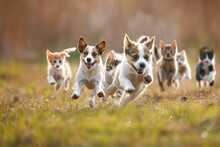 Summer Dogs Running On Beach Art Free Stock Photo - Public Domain Pictures