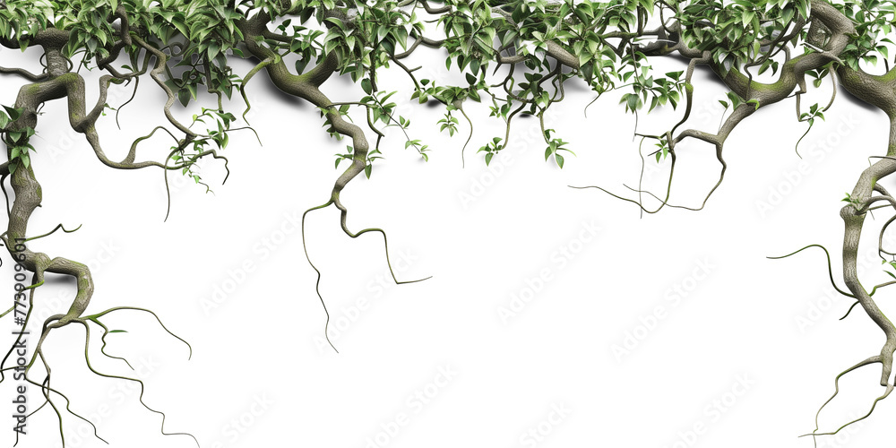Jungle vines flowing on transparent background Stock Photo | Adobe Stock