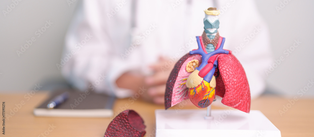 Doctor with heart Cardiovascular and Respiratory anatomy for Disease ...