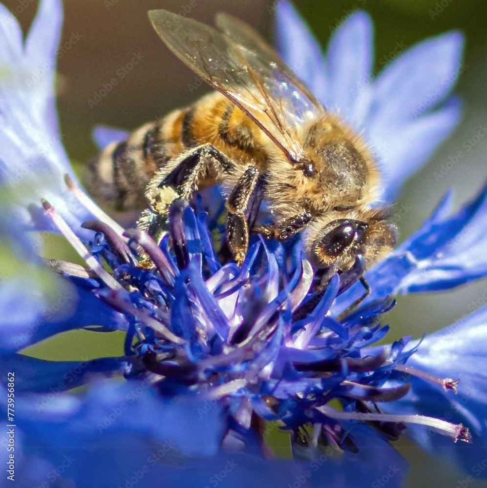 A bee pollinates a blue flower, symbolizing the vital role of ...