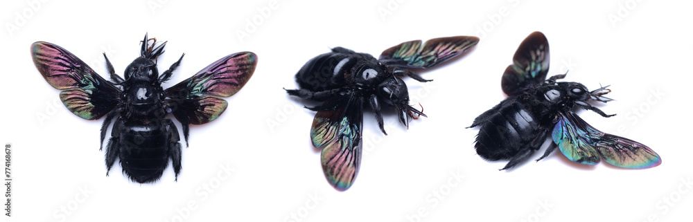 Black bumblebee isolated on white. Xylocopa caerulea macro close up ...