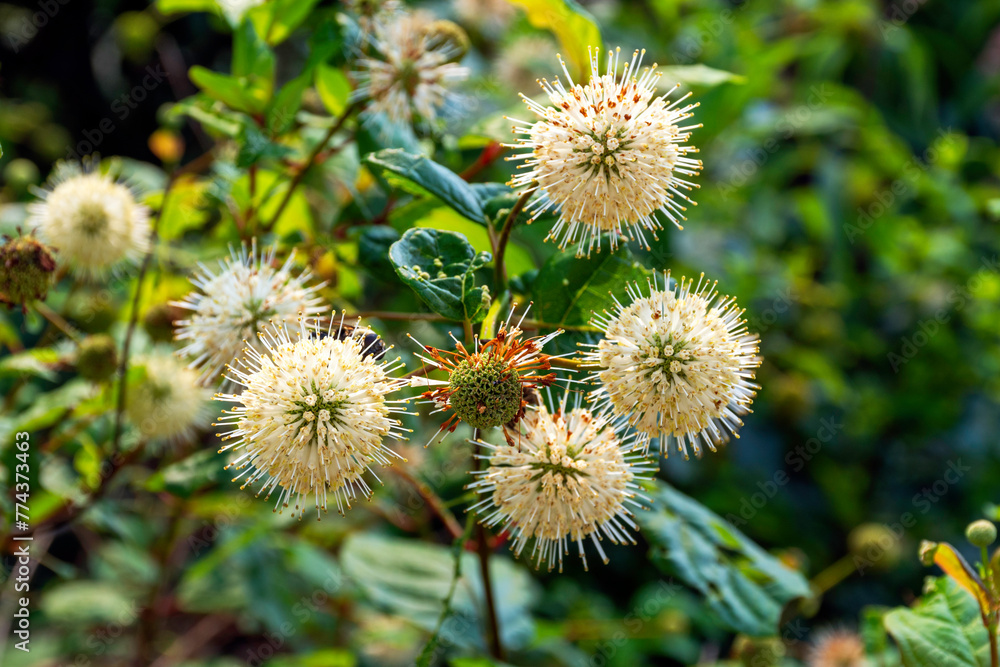 Buttonbush, also known as Cephalanthus occidentalis is a native North ...