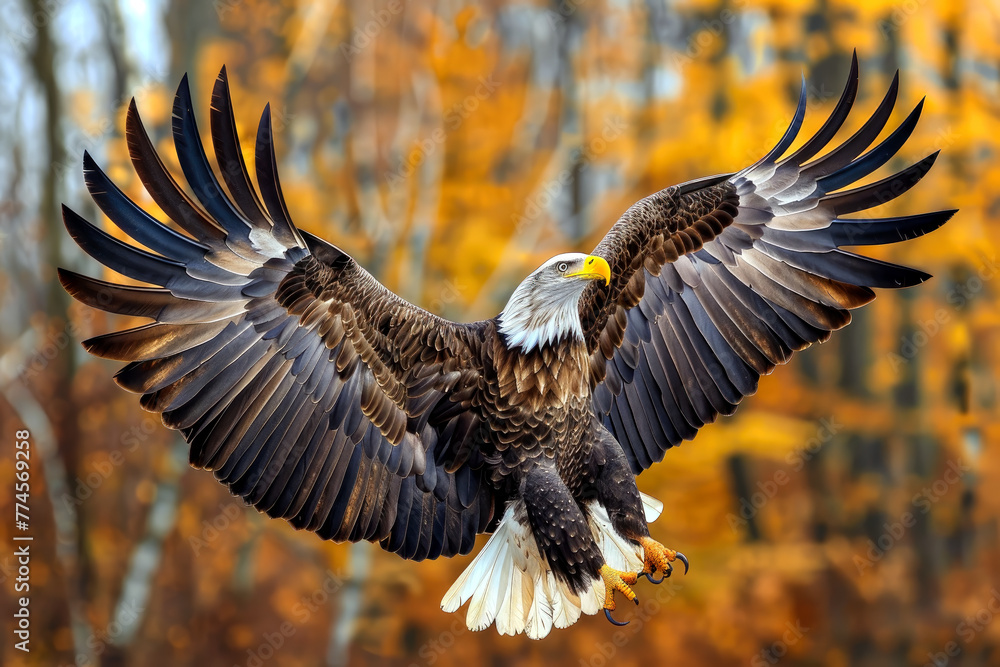 American bald eagle wings spread wide majestic predator hunting ...