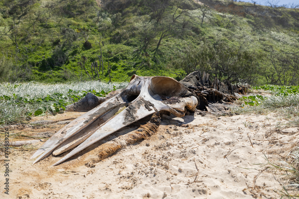 Skeleton of a humpback whale calf decomposed in the sand dunes along 75 ...