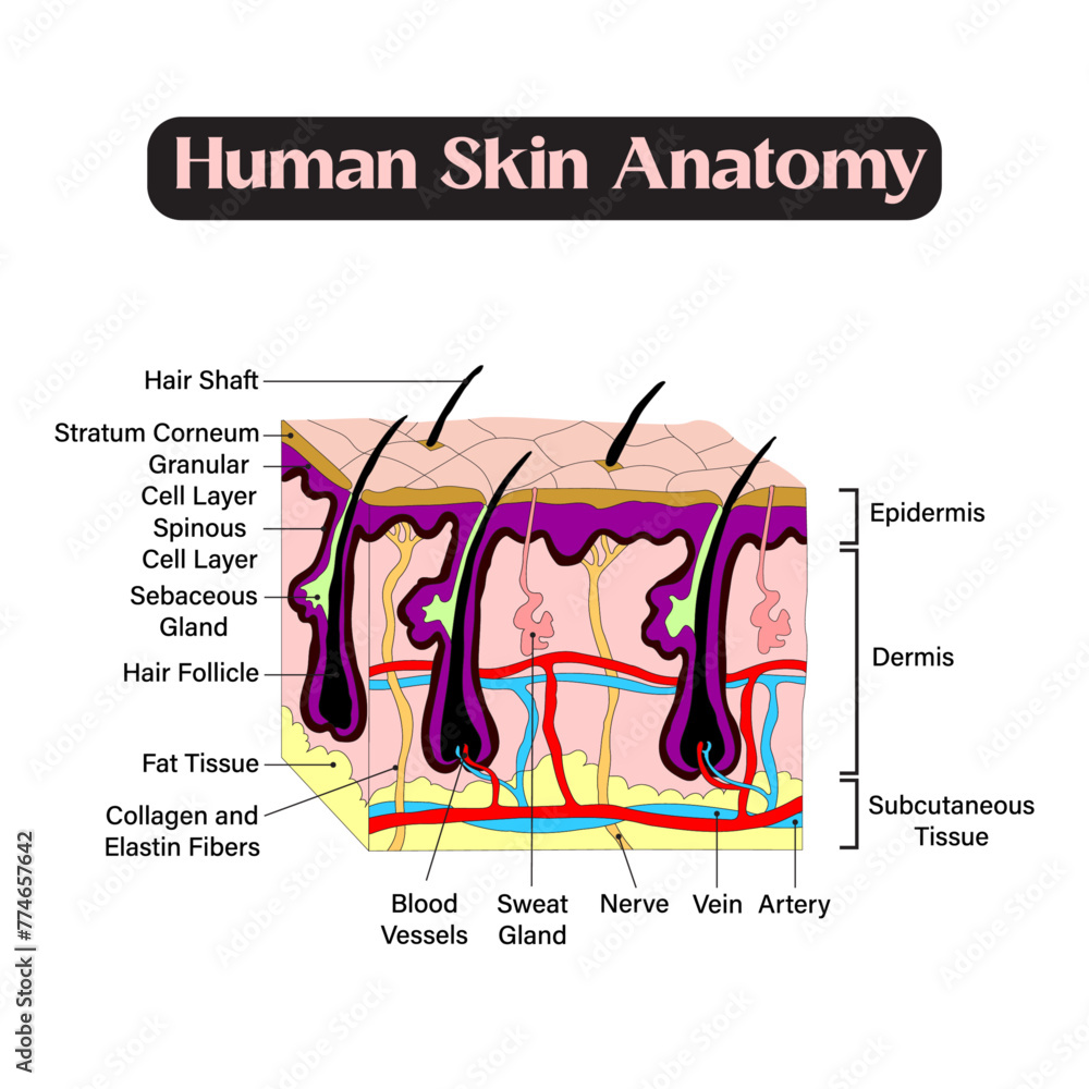 Vector de Stock Human Skin Anatomy Human Skin Anatomy cross section ...