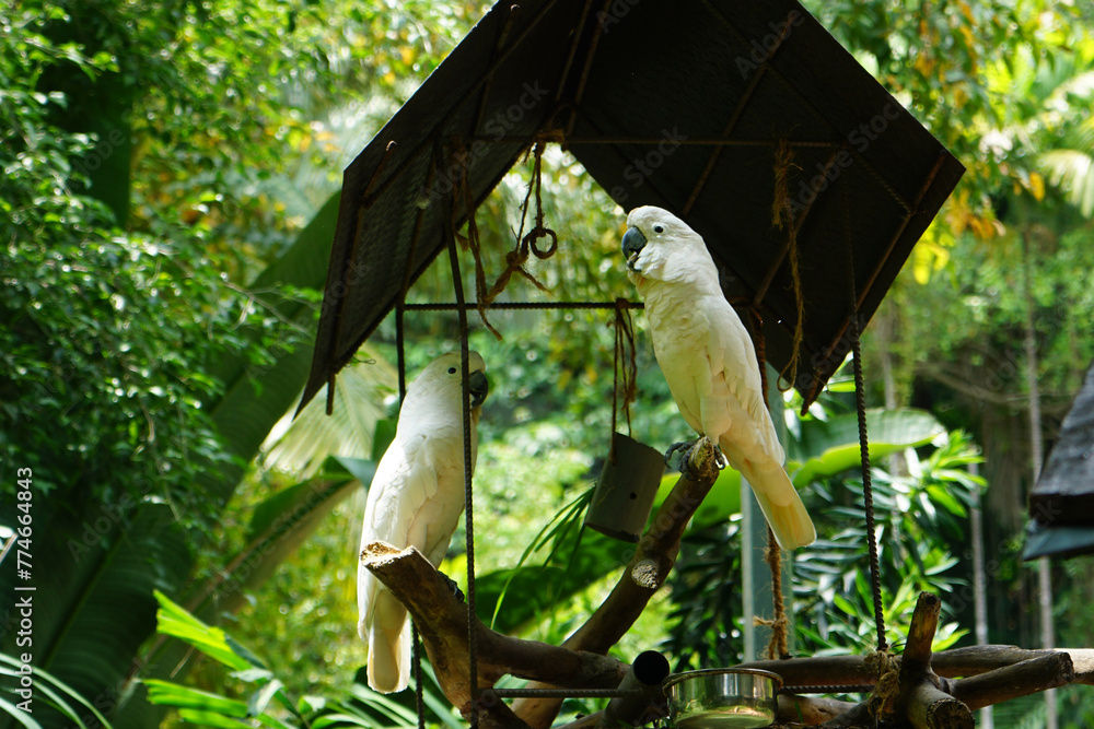 The white cockatoo (Cacatua alba), also known as the umbrella cockatoo ...