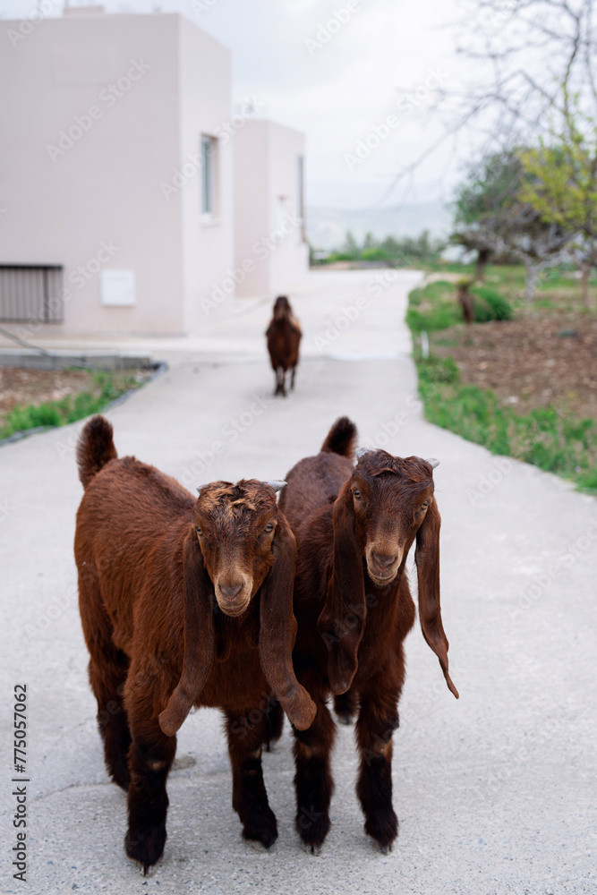 A young little goat of the Damascus goat breed. Cute brown Shami ...