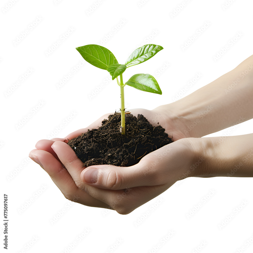 Hands Safeguarding a Plant Seedling: A Gesture of Planting and ...