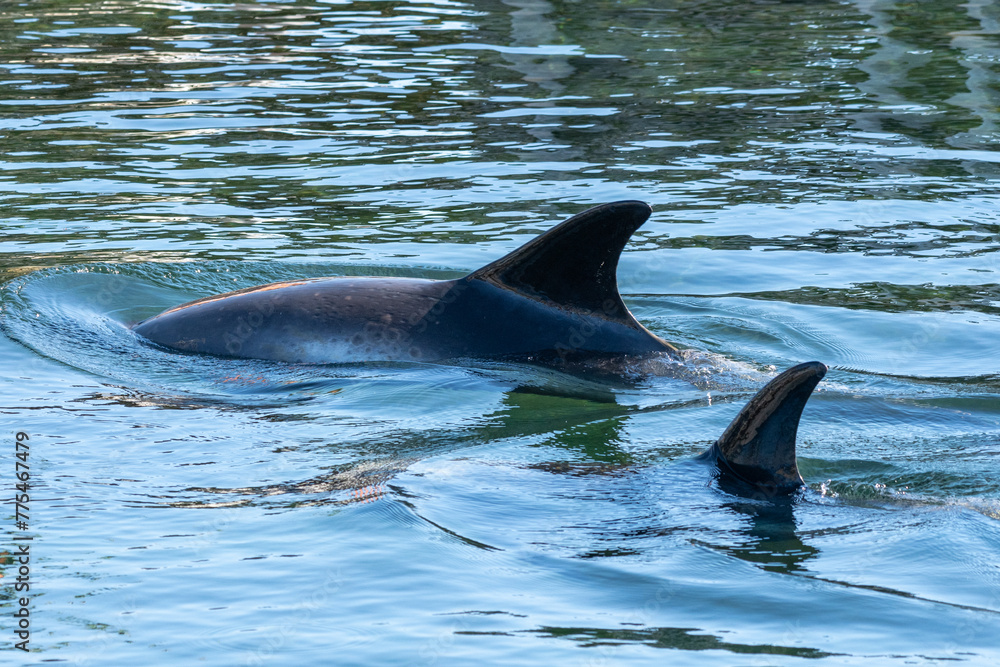 A closeup of two small wild dolphins swimming in the cold Atlantic ...