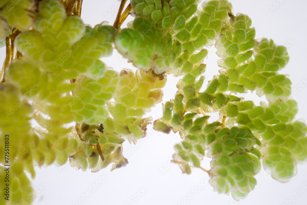 Study of green floating Azolla Pinnata, A kind of aquatic fern which ...