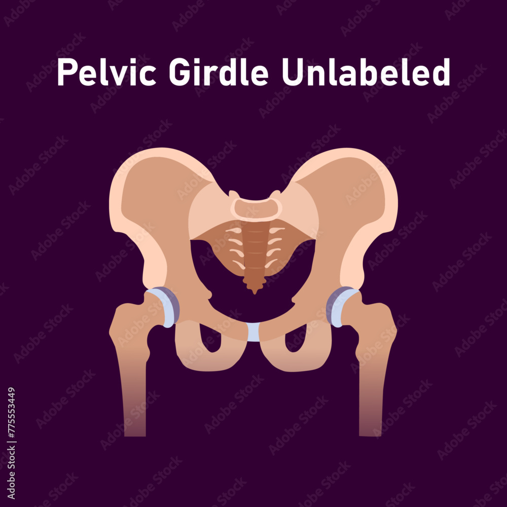 Pelvic Girdle unlabeled: Diagram of the pelvic girdle, unlabeled ...