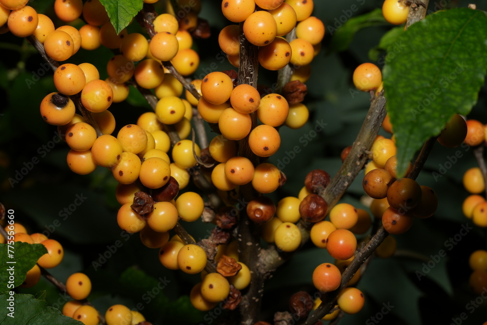 The Yellow-berried Holly, scientifically known as Ilex serrata, is a ...