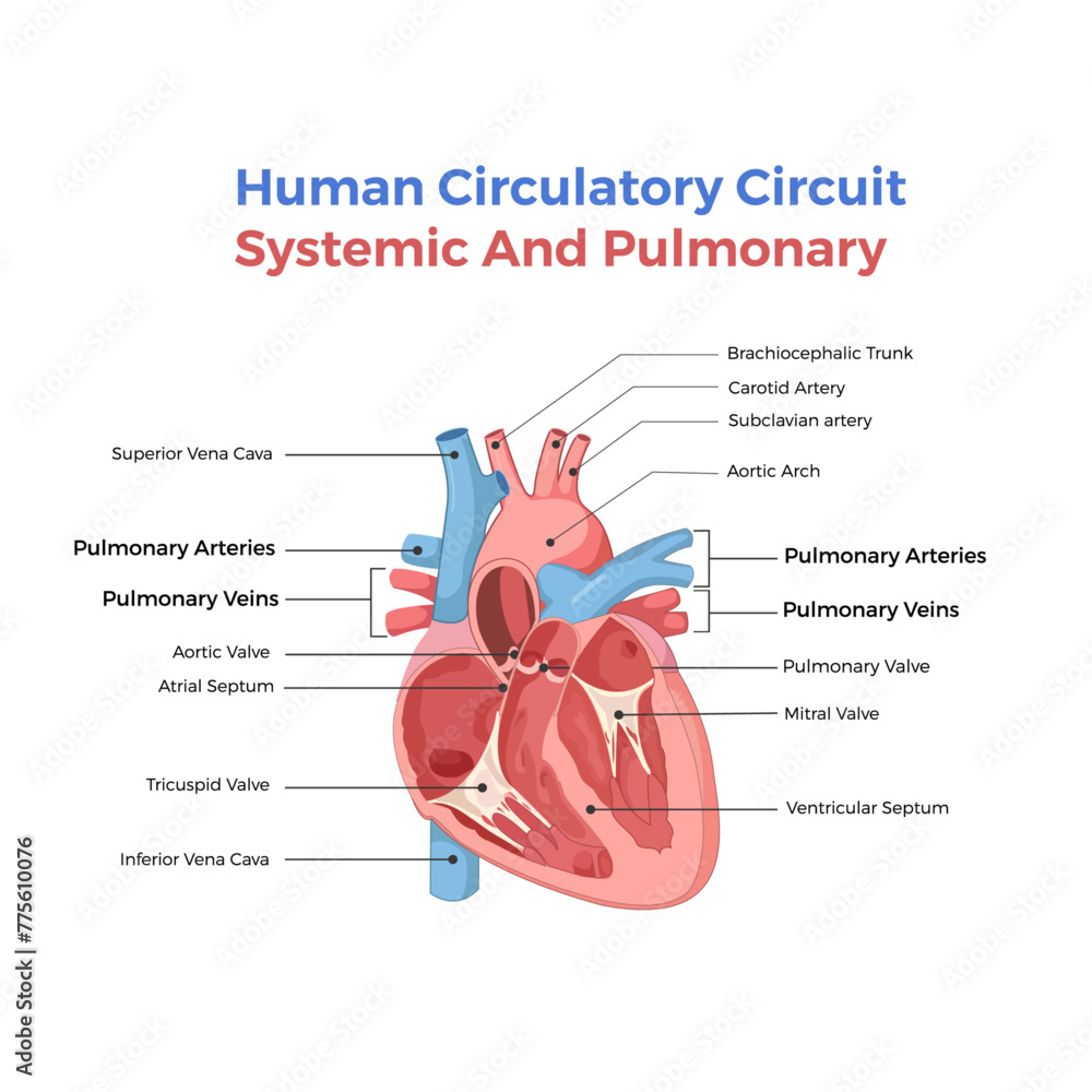Human circulatory system. Diagram of circulatory system with main parts labeled. Vector ...