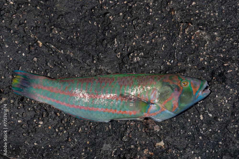 The surge wrasse (Thalassoma purpureum), also known as the green ...