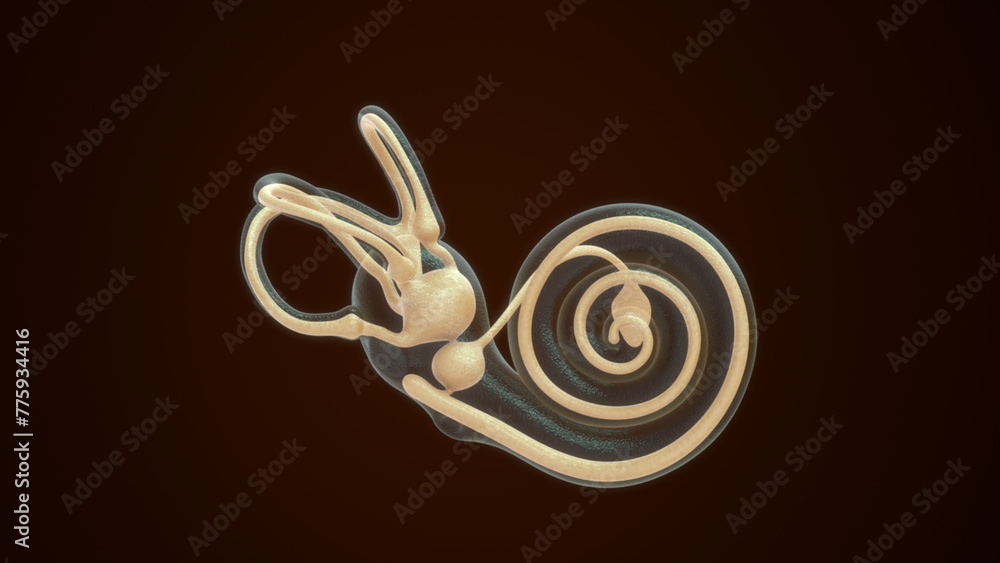 Anatomy of human ear Cochlea membranous labyrinth 3d illustrator Stock ...