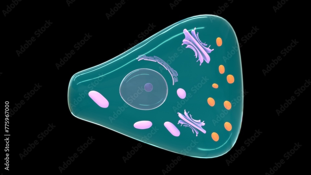 Anatomy of Endocrine cell 3d illustration Stock Illustration | Adobe Stock