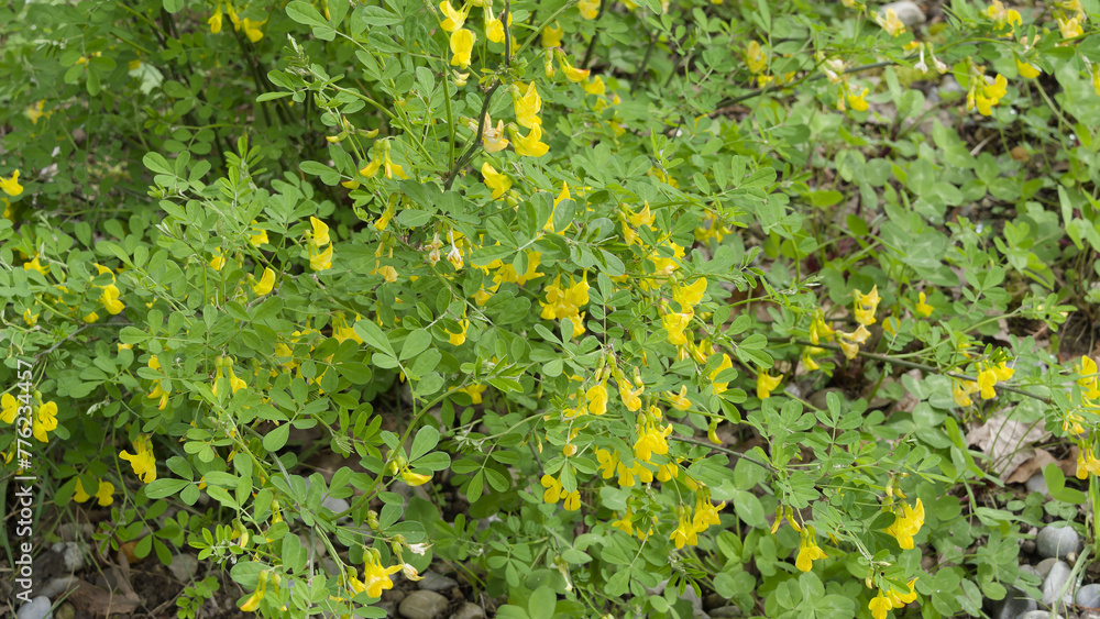 (Caragana arborescens) Siberian peashrub. Erect shrub with poorly ...