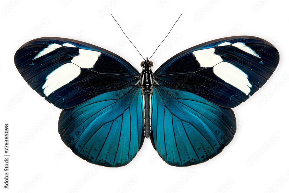 Beautiful Blue Doris Longwing butterfly isolated on a white background ...