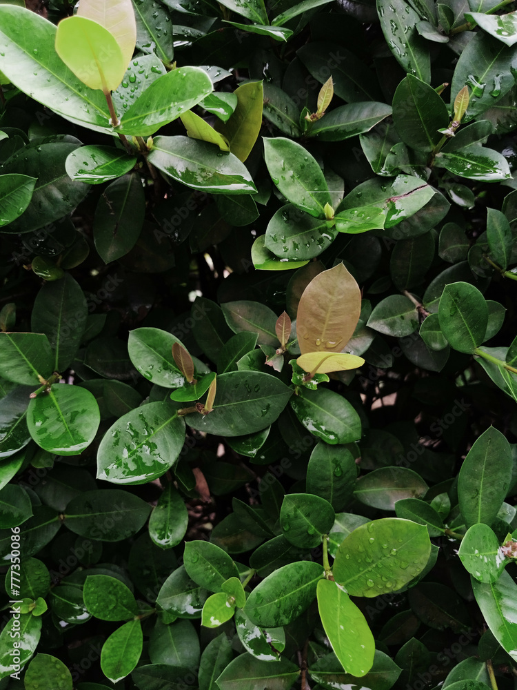 after rain wet Ficus microcarpa, also known as Chinese banyan, Malayan ...
