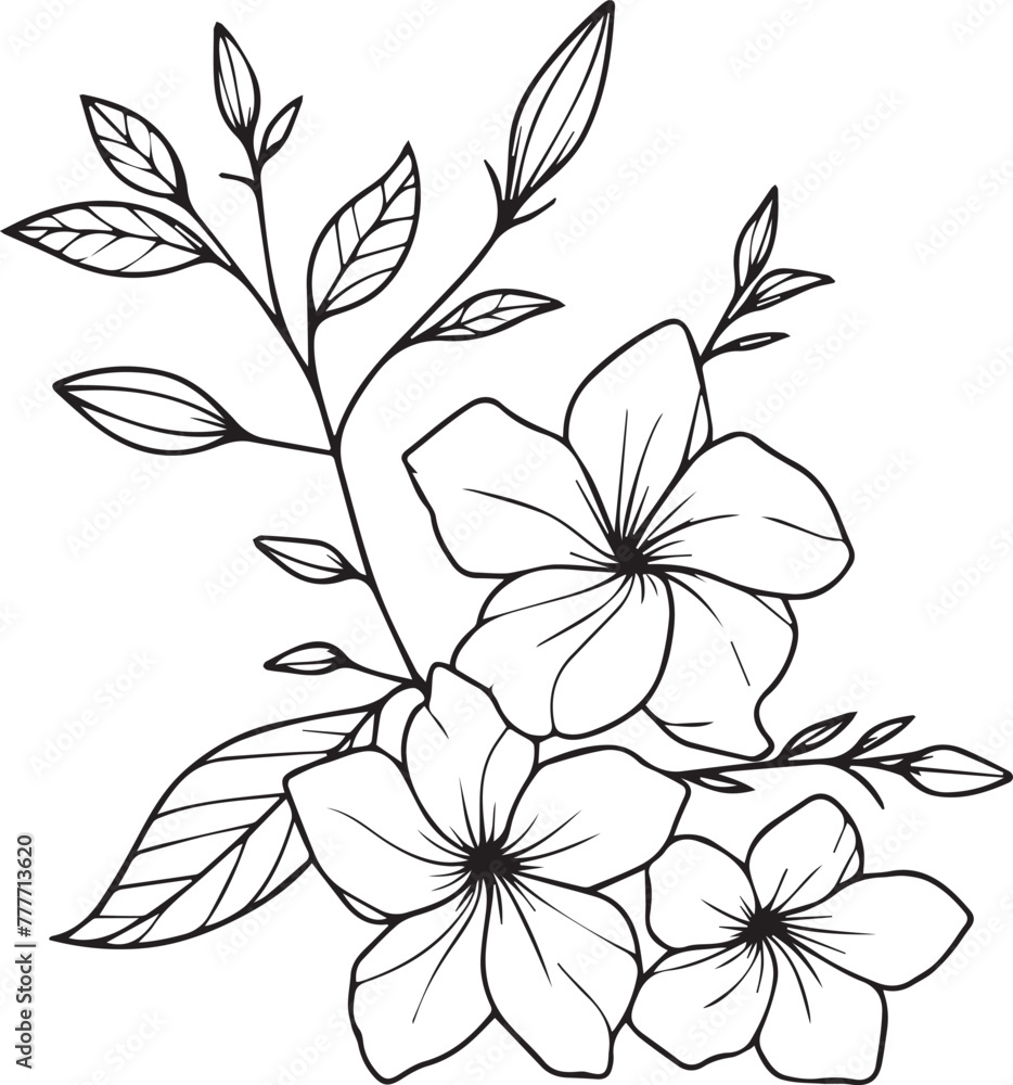 Allamanda cathartica, black and white vector sketch illustration of ...