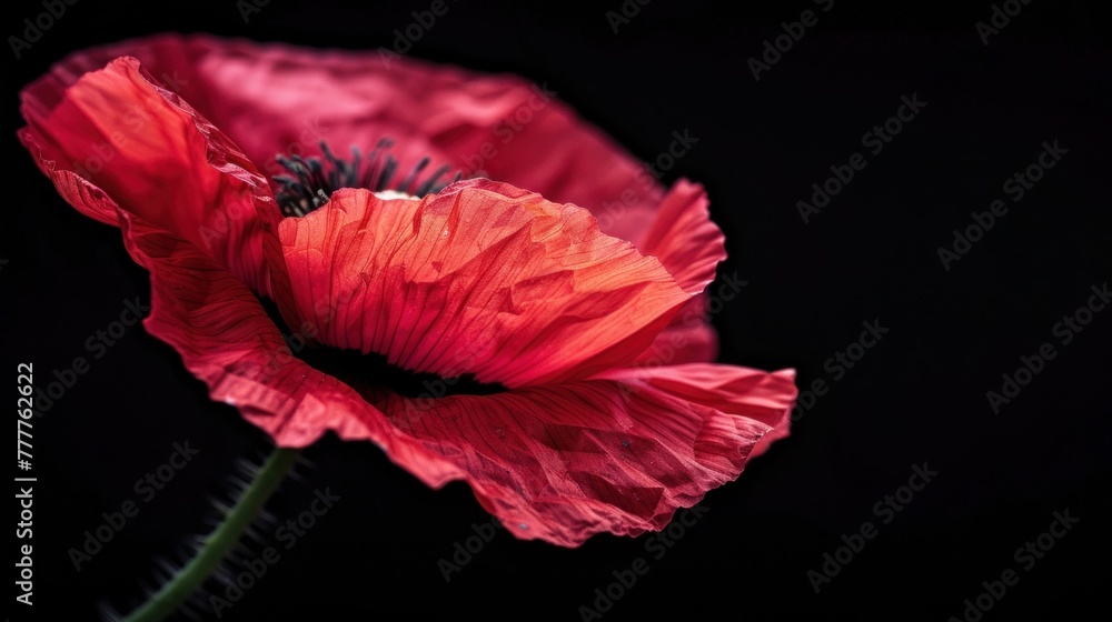 Red Poppy Remembrance: Symbol of Armistice & ANZAC Day on Black ...